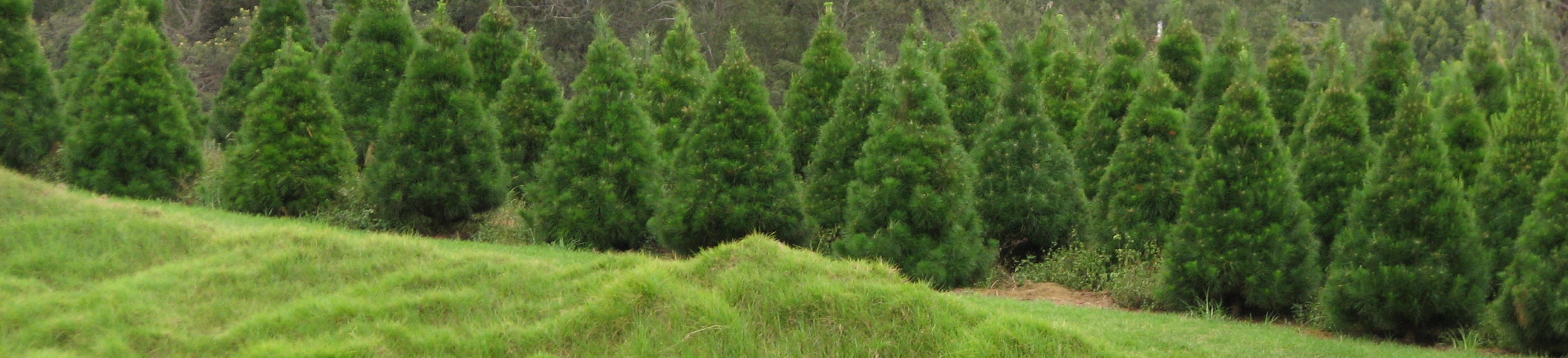 About Us | Xmas Trees Direct